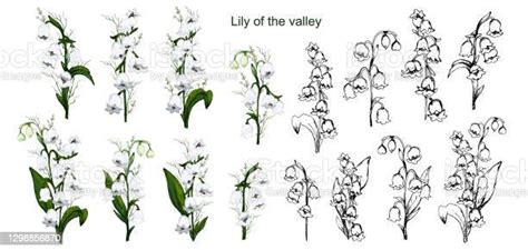 계곡 꽃의 백합세트 흰색 배경에 고립 된 손으로 그린 현실적인 꽃다발 빈티지 스타일의 식물 벡터 일러스트레이션 종이 인사말 엽서