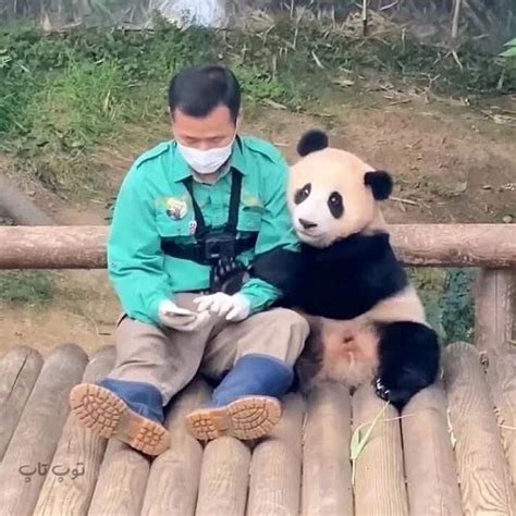 آلبوم عکس پاندا برای پروفایل دخترونه فانتزی و پابجی تــــــــوپ