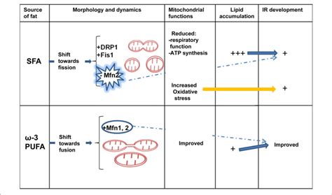 Dietary Fat Source Mitochondrial Dynamics And Skeletal Muscle Ir Download Scientific