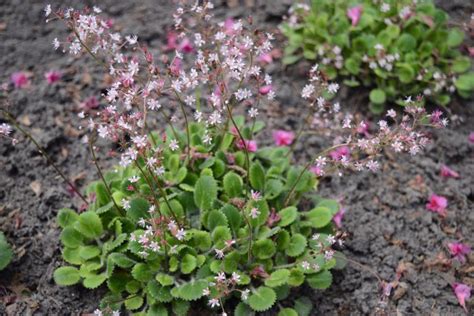 Saxifrage Varieties The Most Beautiful At A Glance Plantura