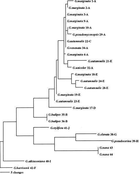 A Phylogram Representation Of A Single Tree From The 1050 Equally