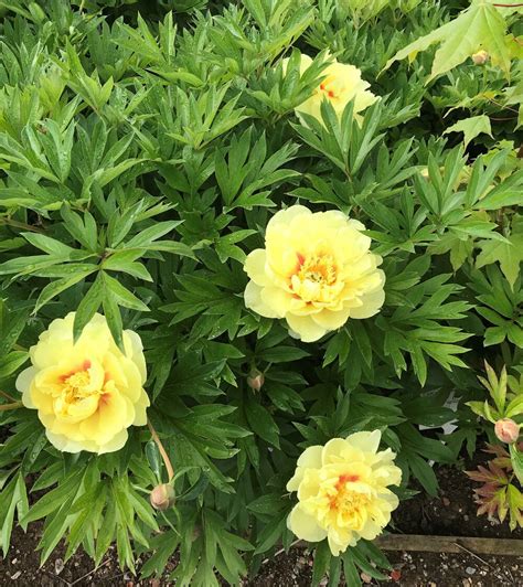 Itoh Type Hybrid Peonies Page 3 Champlain Peony Company