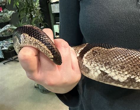 Adopted Python Regius Normal Ball Python Noodle 8 9 Ye