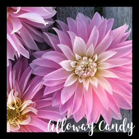 Alloway Candy — Bee Merry Farm