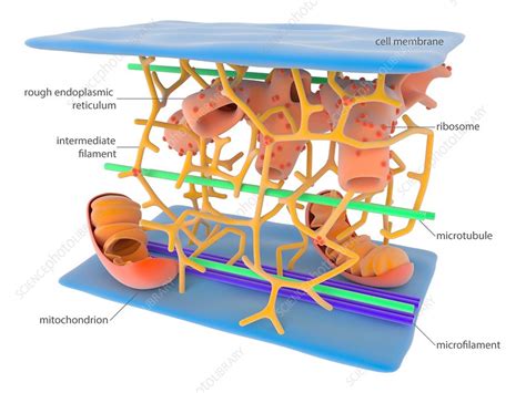 Cytoskeleton Illustration Stock Image C023 8760 Science Photo Library