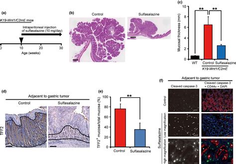 Functional Role Of Cd44v‐xct System In The Development Of Spasmolytic