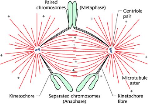 Vertebrate Mitotic Spindle In Metaphase Chromosomes Paired At The