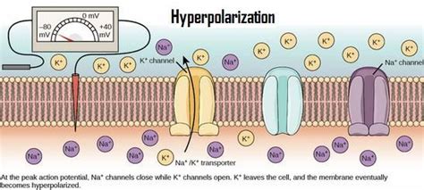 Neuron Repolarization