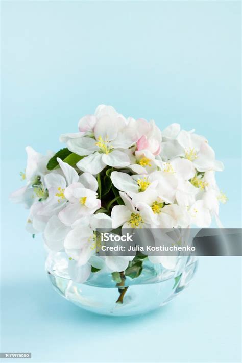 파란색 배경에 유리 꽃병에 흰색 꽃이 있는 사과 나무의 아름다운 장식 물이 든 유리에 꽃이 만발한 가지 봄 정물 봄 또는 엄마의 날의 개념 0명에 대한 스톡 사진 및 기타