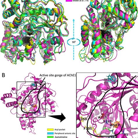A Superimposition Of The Representative Structures Of The Four
