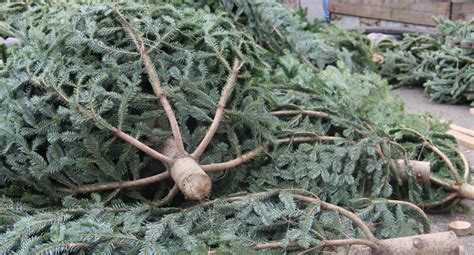 წინასაახალწლოდ წიწვოვანი ხე მცენარეების ტრანსპორტირებასა და რეალიზაციაზე კონტროლი მკაცრდება Bpn
