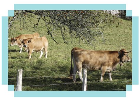 Onís Talent Asturias