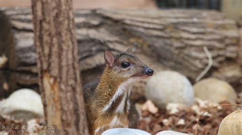 Petit Kanchil De Java Pastille à Pairi Daiza Java Mouse Deer