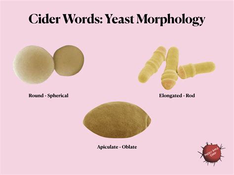Hard Cider Yeast Comparison At Lois Katz Blog