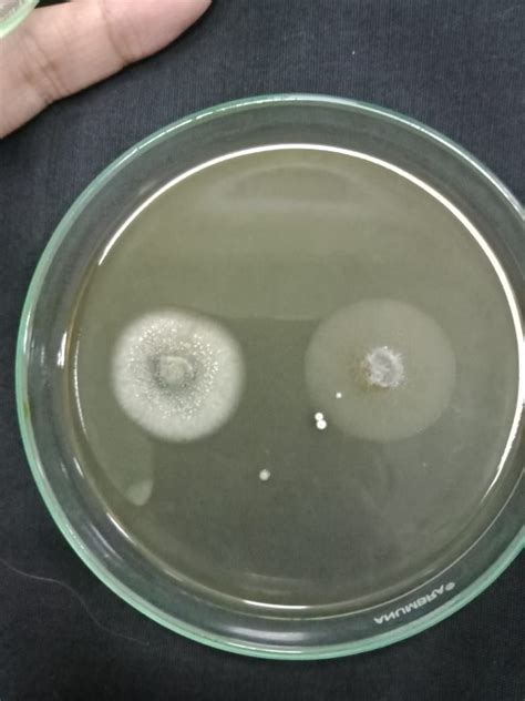 Dual Culture Antagonist Test For Microorganisme Laksamana Agadhia
