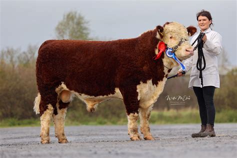 Results National Hereford Breed Event At Gvm Tullamore Agriland Ie