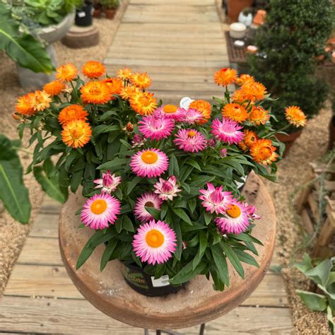 Cifarellis Nursery Southold Ny