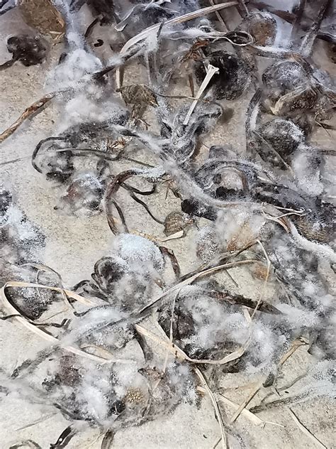 Ive Had To Chuck Loads Of My Libs Out 😭 Rcontamfam