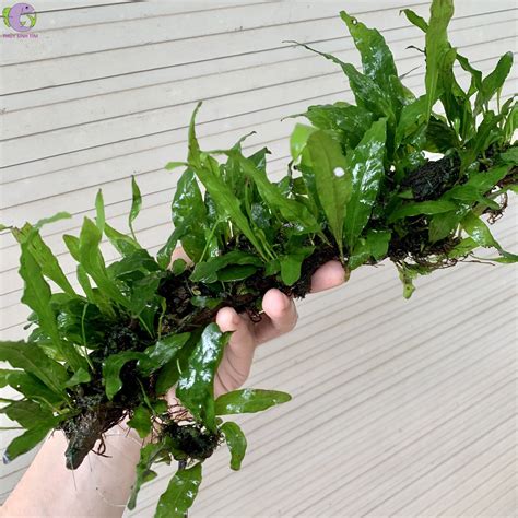 Dương Xỉ Java Gắn Giá Thể Thủy Sinh Tím