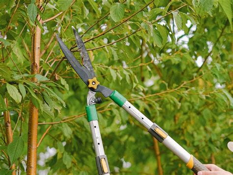 Seasonal Pruning