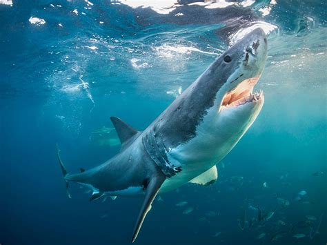 10 Fearsome Facts You Need To Know For Shark Week Maxim