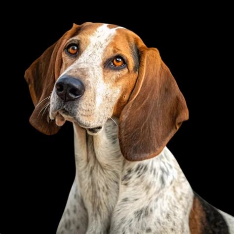 American English Coonhound Puppies For Sale Paction