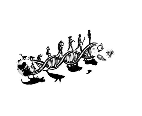 Human Evolution Drawing