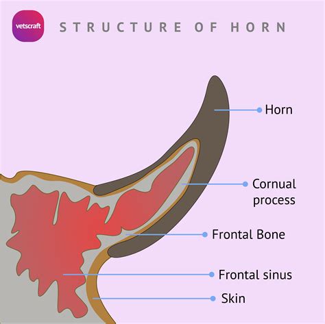 Structure Of Horn Horns Frontal Sinusitis