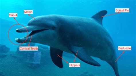 Dolphin Body Structure