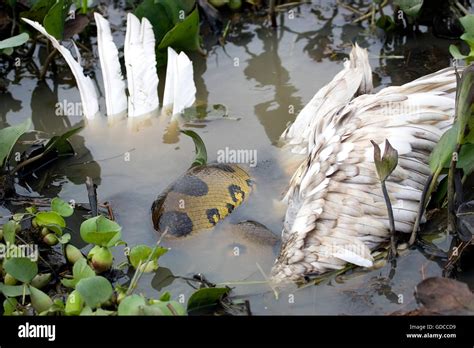 Full Grown Green Anaconda