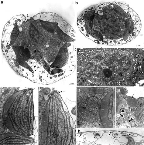 Phylogeny And Taxonomy Of The Raphidophyceae Heterokontophyta And