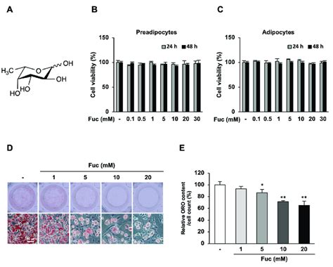 Effects Of L Fucose Fuc On Lipid Accumulation During Adipocyte