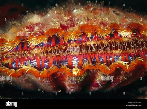 Scallop Nodipecten Magnificus Colorful Mantle Contains Blue Eyes