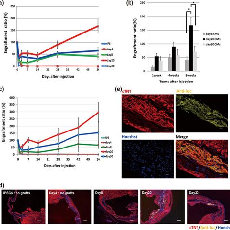 Cardiac Differentiation And Characteristics Of IPSC Derived Download Scientific Diagram