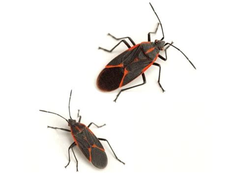 Box Elder Bugs Identification Prevention Nj Pest Control