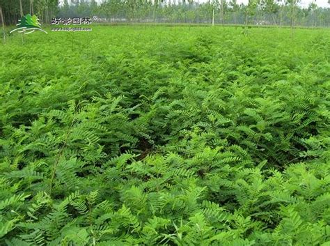 紫穗槐选择什么时间进行修剪 苗木常见问题 好景园林 苗木绿化 苗木供应 绿化苗木供应商