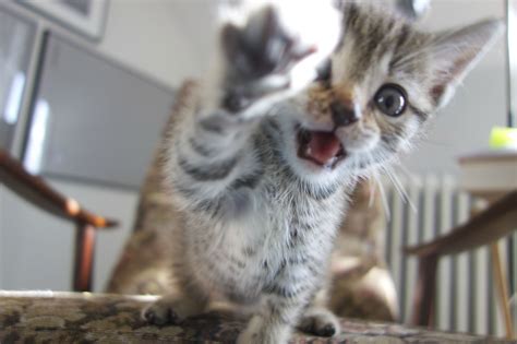 Kitten High Five