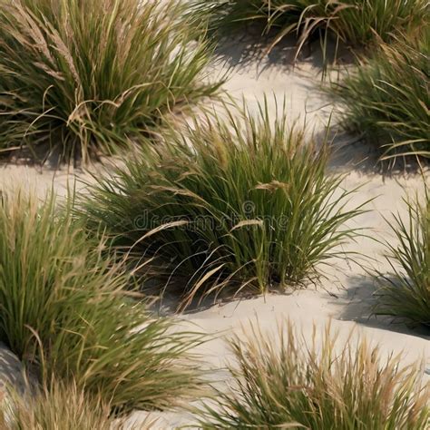Dune Grass Stock Illustration Illustration Of Prairie 306207462