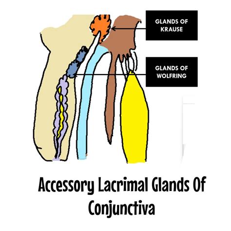 Conjunctiva Anatomy And Physiology Overview Insight Ophthalmology