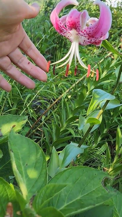 이곳에 생명샘 솟아나 Youtube