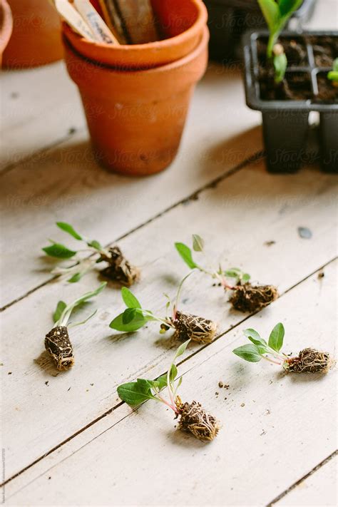 Echinacea Seedlings On The Potting Bench By Stocksy Contributor