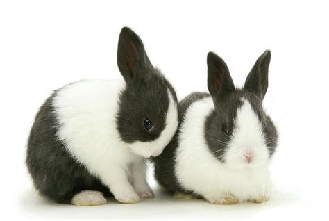 3 Week Old Bunnies