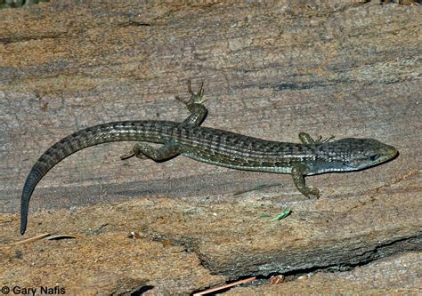Northern Alligator Lizard Alchetron The Free Social Encyclopedia