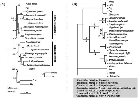 Unconstrained Bayesian Phylogenetic Tree And Species Topology A Download Scientific Diagram