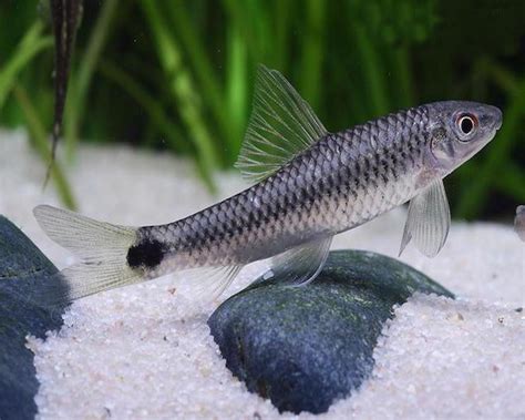 Silver Siamese Algae Eater Crossocheilus Reticulatus The Trop Company