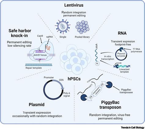 Transcription Factor Mediated Programming Of Stem Cell Fate Trends In