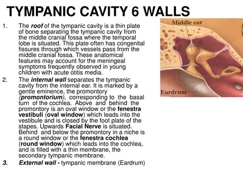 Ppt Anatomy And Physiology Of The External Ear Middle Ear And Inner