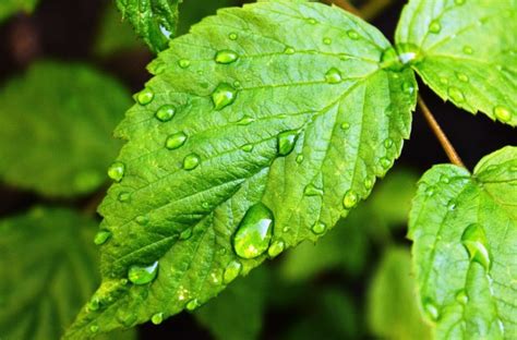 The Magical Properties Of Raspberry Leaves