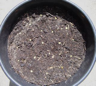 The Recycled Gardener Easy Parsnip Growing