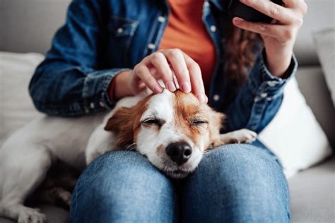 How To Massage Your Dog According To Certified Dog Massage Therapists